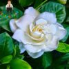 100 Pcs Jasmine Tree Seeds OutletTrends.com Free Shipping Up to 70% OFF