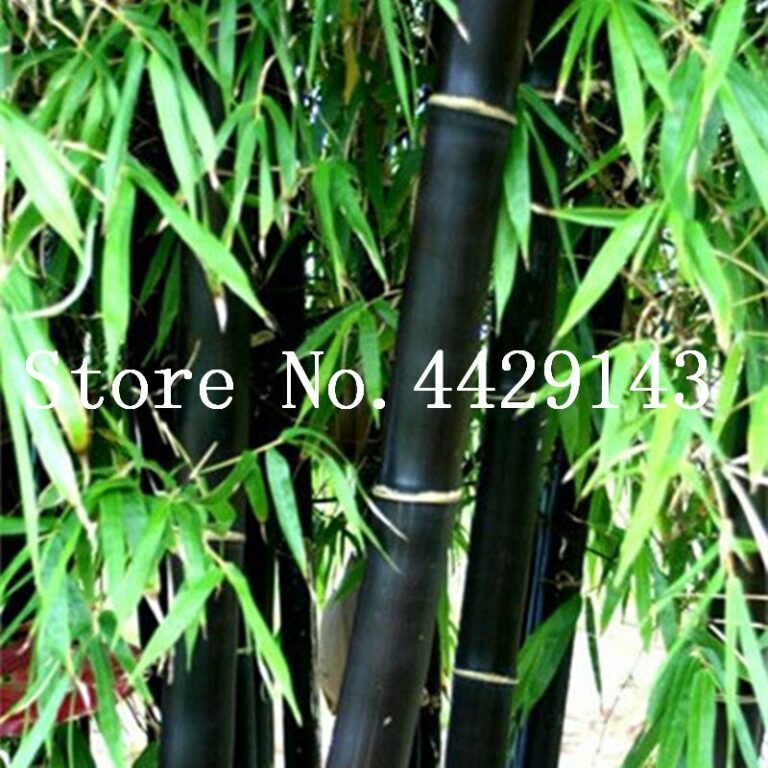30pc Bamboo Seed Pack OutletTrends.com Free Shipping Up to 70% OFF