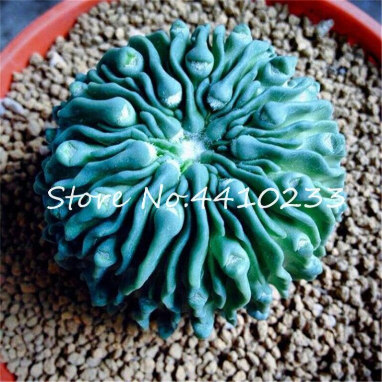 100 Pcs Rainbow Lithops Flower Seeds OutletTrends.com Free Shipping Up ...