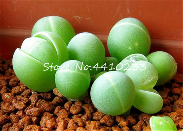 100 Pcs Rainbow Lithops Flower Seeds OutletTrends.com Free Shipping Up ...