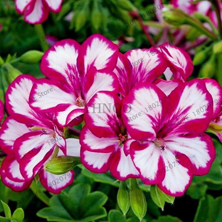 Variegated Geranium Seeds OutletTrends.com Free Shipping Up to 70% OFF