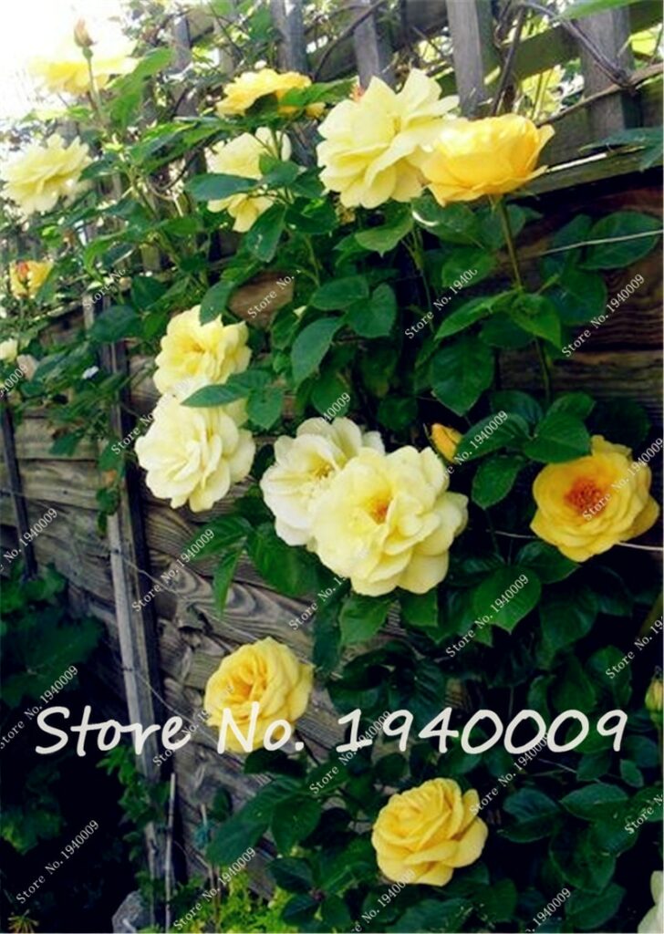 50 Pcs Climbing Rose Seeds Mixcolor OutletTrends.com Free Shipping Up ...