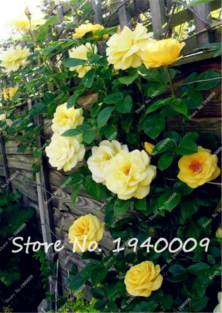 50 Pcs Climbing Rose Seeds Mixcolor OutletTrends.com Free Shipping Up ...