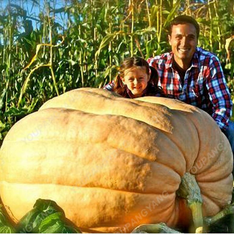 Grow 10 Super Giant Pumpkins Seeds OutletTrends.com Free Shipping Up to ...