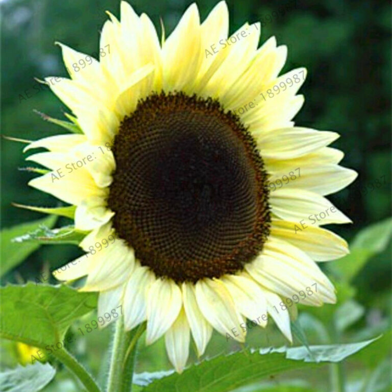 Organic Sunflower Seeds Color Mix OutletTrends.com Free Shipping Up to ...