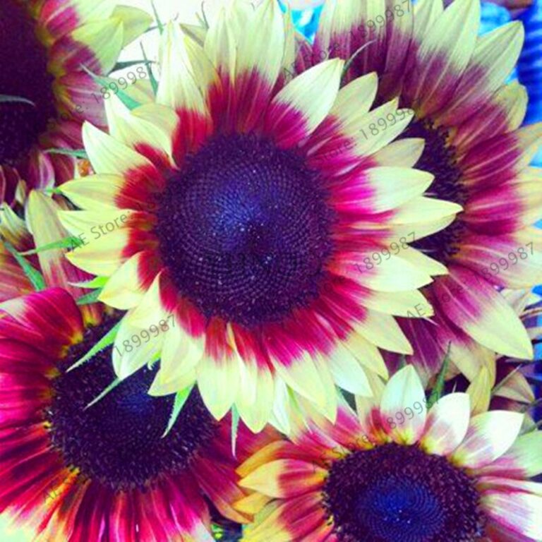 Organic Sunflower Seeds Color Mix OutletTrends.com Free Shipping Up to ...