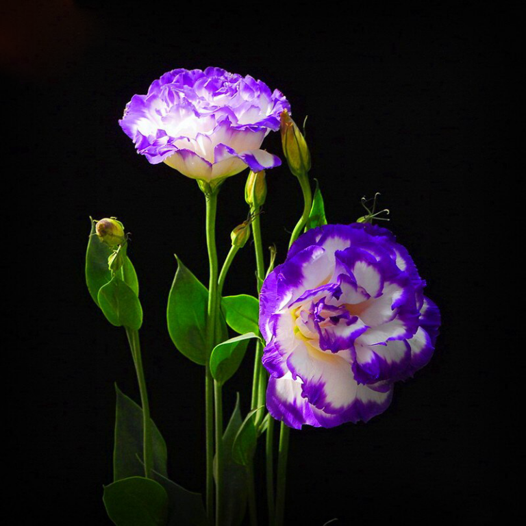 100 Seeds Eustoma Lisianthus Flores OutletTrends.com Free Shipping Up ...