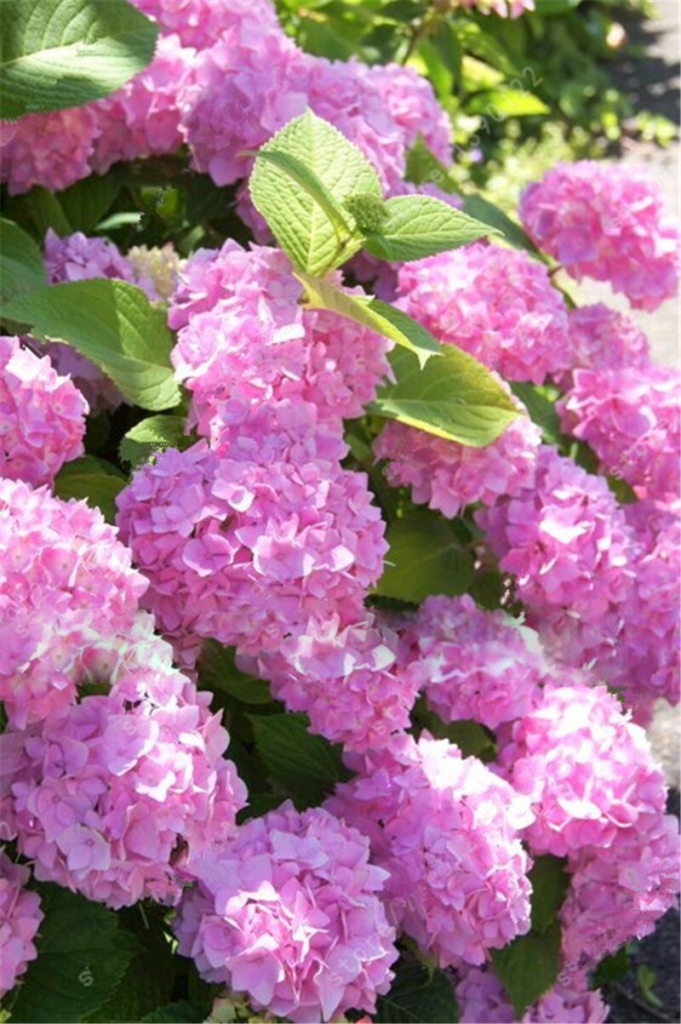 50pc Hydrangea Flower Seed Variety OutletTrends.com Free Shipping Up to ...