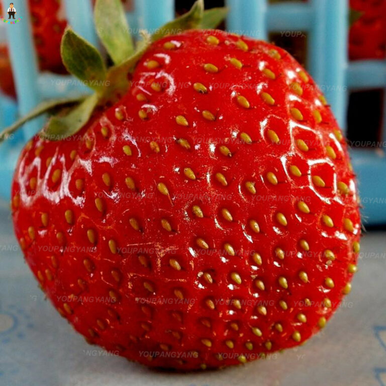 200 Pcs Super Giant Strawberry Seeds OutletTrends.com Free Shipping Up ...