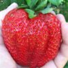 200 Pcs Super Giant Strawberry Seeds OutletTrends.com Free Shipping Up ...
