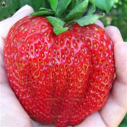 200 Pcs Super Giant Strawberry Seeds OutletTrends.com Free Shipping Up ...