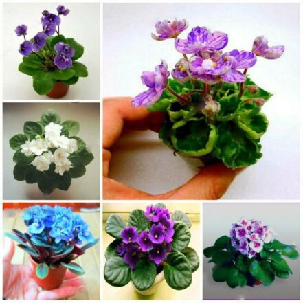 50pcs Mini Violet Matthiola Seeds OutletTrends.com Free Shipping Up to ...