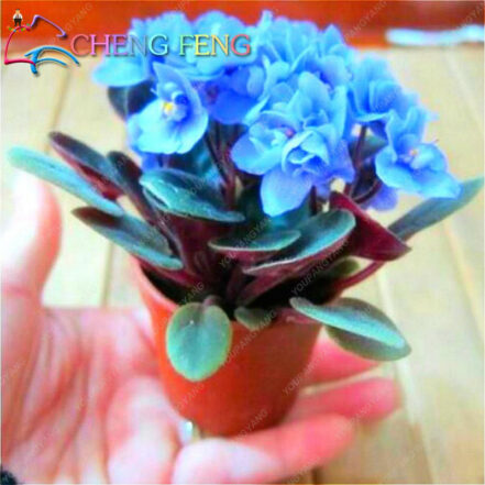 50pcs Mini Violet Matthiola Seeds OutletTrends.com Free Shipping Up to ...