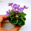50pcs Mini Violet Matthiola Seeds OutletTrends.com Free Shipping Up to ...
