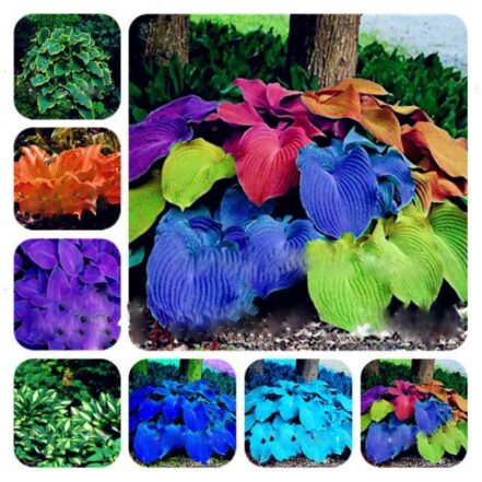 100pcs Hosta Seeds OutletTrends.com Free Shipping Up to 70% OFF