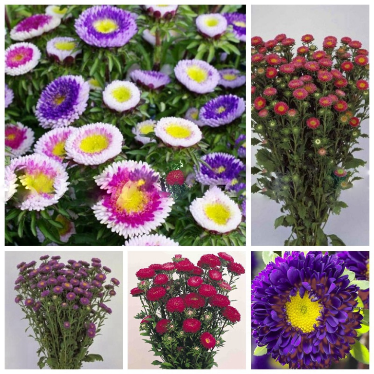 100 Pcs Dwarf Aster Seeds OutletTrends.com Free Shipping Up to 70% OFF