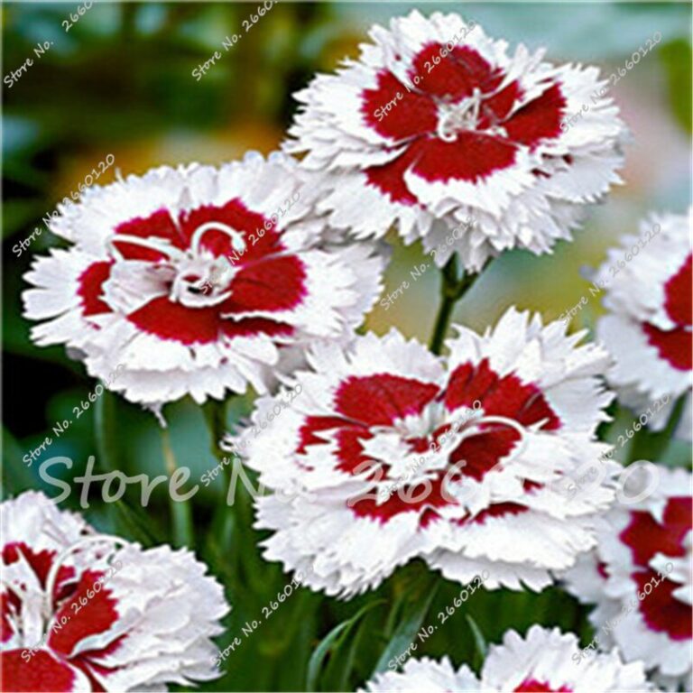 100 Pcs Carnation Seeds Mother Love OutletTrends.com Free Shipping Up ...