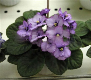 50 Pcs Rare African Violet Perennials OutletTrends.com Free Shipping Up ...