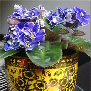 50 Pcs Rare African Violet Perennials OutletTrends.com Free Shipping Up ...