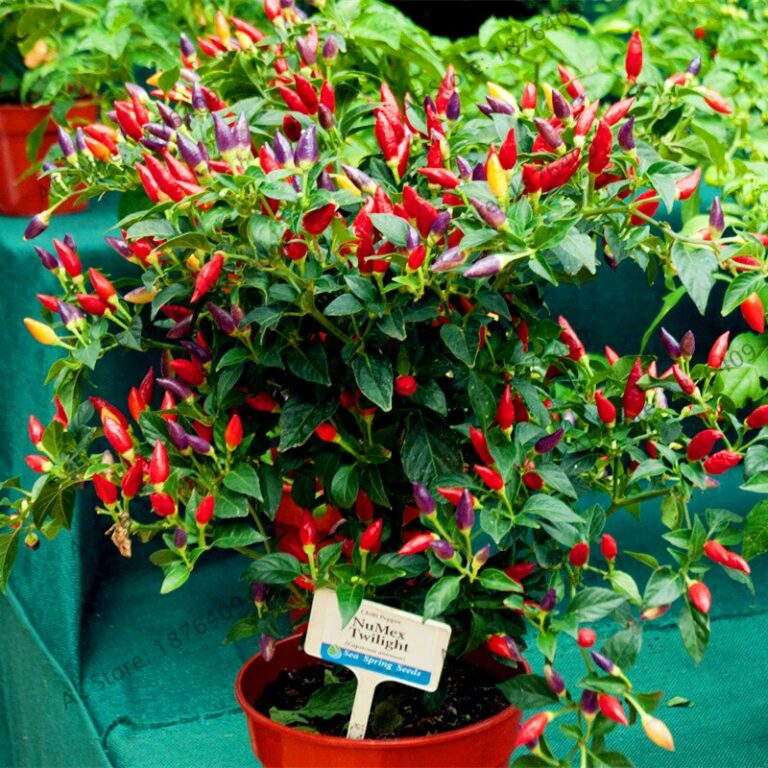 Organic Chile Pepper Seeds OutletTrends.com Free Shipping Up to 70% OFF