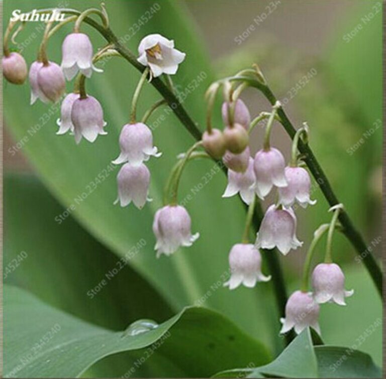Mixed Bell Orchid Seeds OutletTrends.com Free Shipping Up to 70% OFF