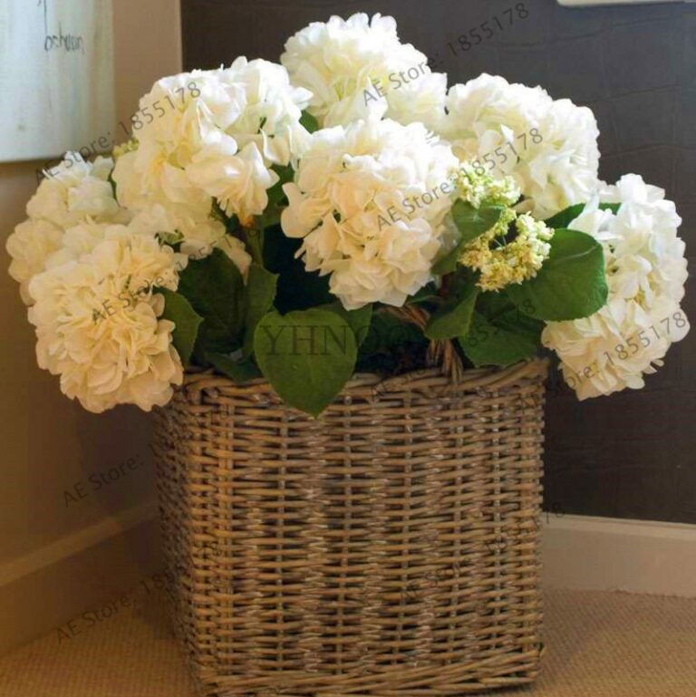 20 White Hydrangea Climbing Seeds OutletTrends.com Free Shipping Up to ...