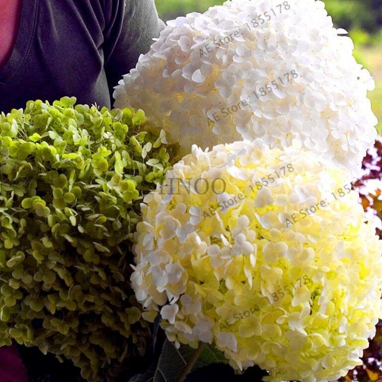 20 White Hydrangea Climbing Seeds OutletTrends.com Free Shipping Up to ...
