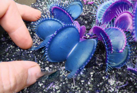 100 Pcs Blue Venus Flytrap Seeds OutletTrends.com Free Shipping Up to ...
