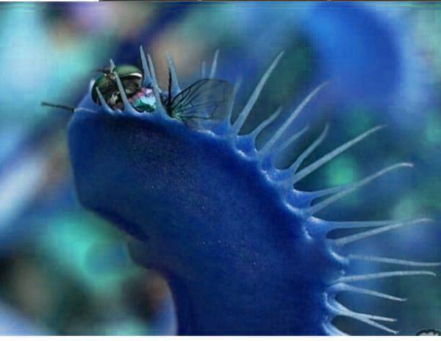 100 Pcs Blue Venus Flytrap Seeds OutletTrends.com Free Shipping Up to ...