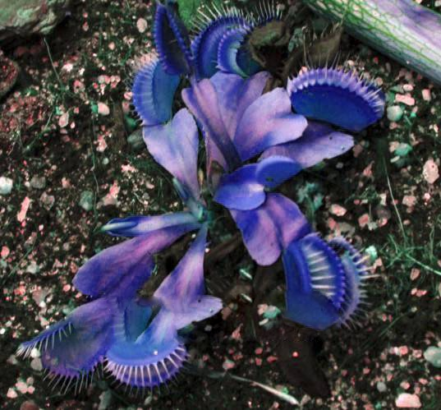 100 Pcs Blue Venus Flytrap Seeds OutletTrends.com Free Shipping Up to ...