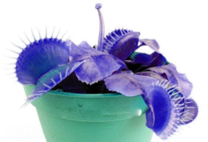100 Pcs Blue Venus Flytrap Seeds OutletTrends.com Free Shipping Up to ...
