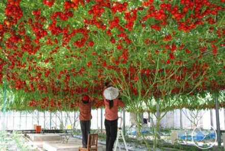 50pc Italian Tree Tomato Seeds OutletTrends.com Free Shipping Up to 70% OFF