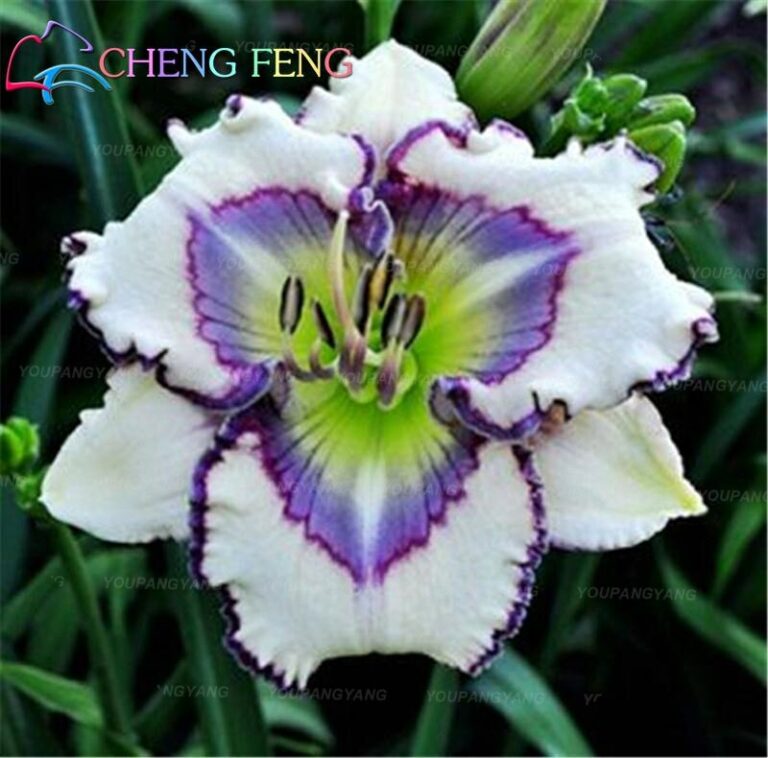 Blue Lily Flower Seeds 100pcs OutletTrends.com Free Shipping Up to 70% OFF