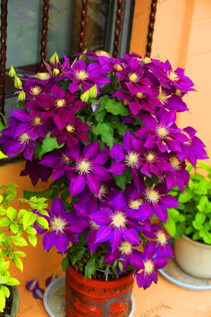 100pcs Clematis Flower Seeds Mixed Colors OutletTrends.com Free ...