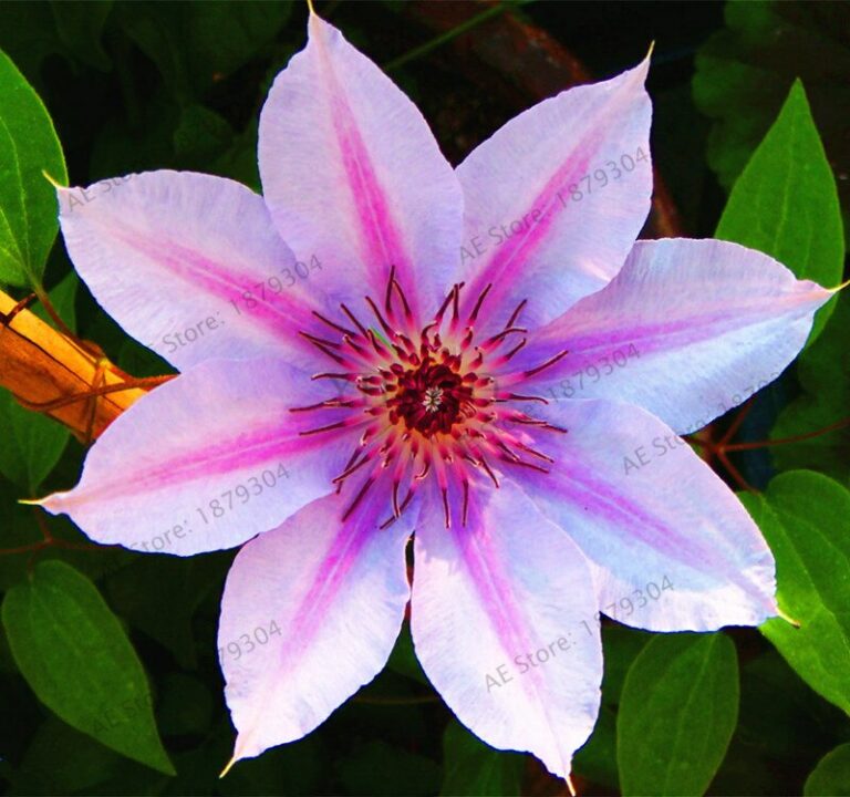 100pcs Clematis Flower Seeds Mixed Colors OutletTrends.com Free ...