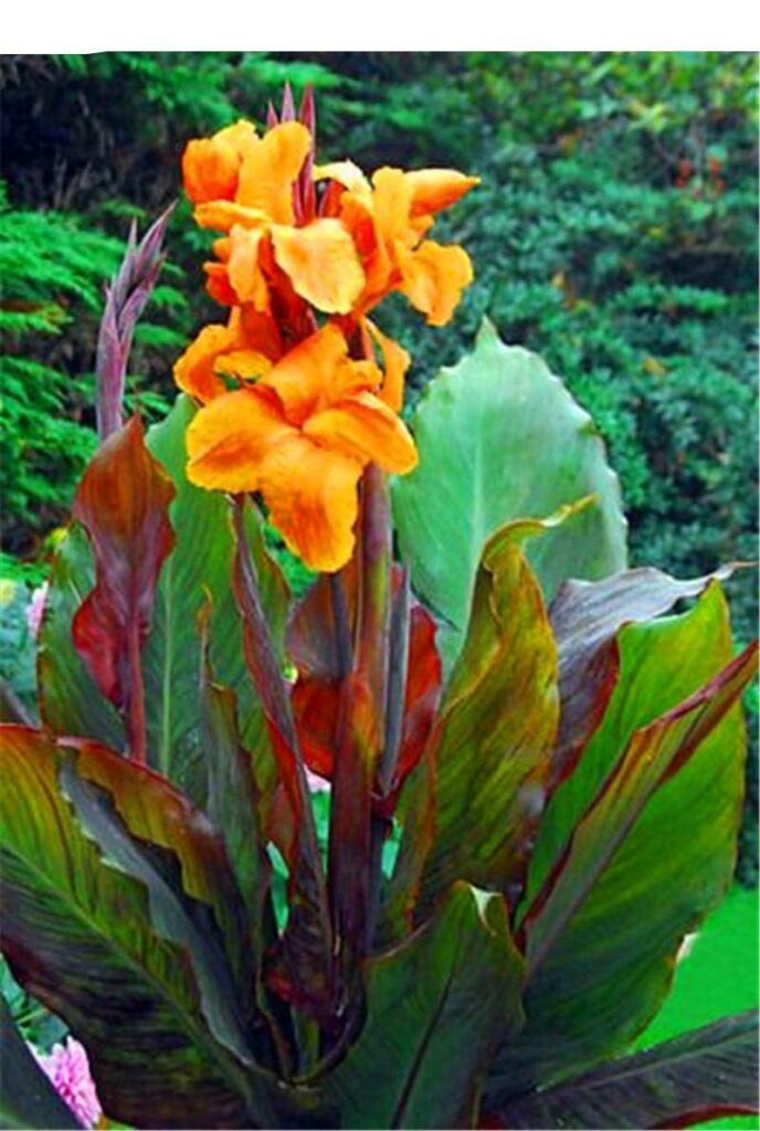 10pc Canna Lily Flower Varieties OutletTrends.com Free Shipping Up to ...
