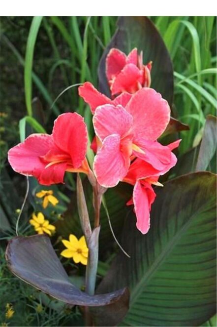 10pc Canna Lily Flower Varieties OutletTrends.com Free Shipping Up to ...