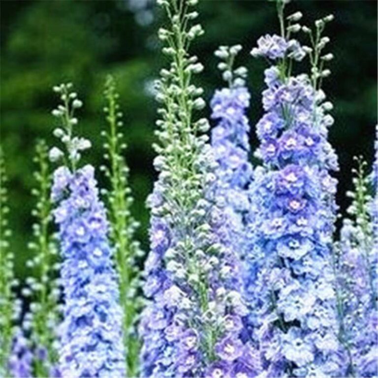 100 Giant Cultorum Delphinium Seeds OutletTrends.com Free Shipping Up ...