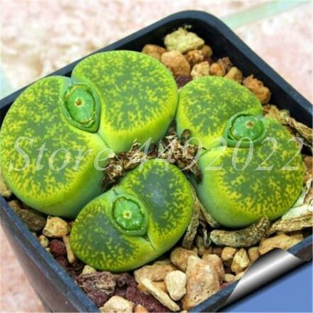 1000pc Succulent Cactus Seeds OutletTrends.com Free Shipping Up to 70% OFF