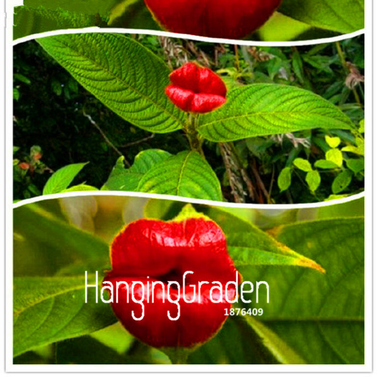 100 Pcs Red Lips Flower Seeds OutletTrends.com Free Shipping Up to 70% OFF