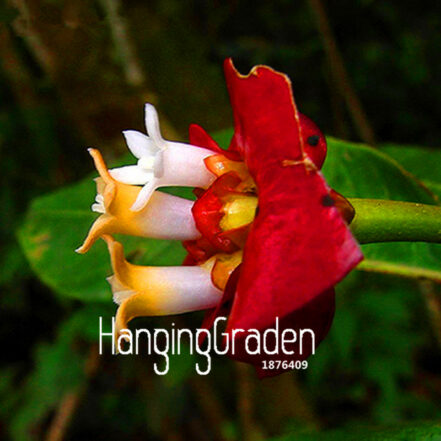 100 Pcs Red Lips Flower Seeds OutletTrends.com Free Shipping Up to 70% OFF