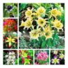 Lily Perfume Fragrance Seeds OutletTrends.com Free Shipping Up to 70% OFF