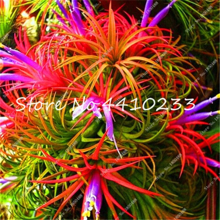 Lily Perfume Fragrance Seeds OutletTrends.com Free Shipping Up to 70% OFF