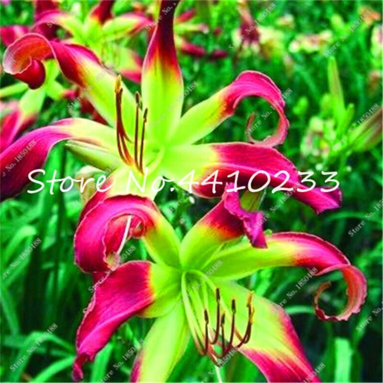 Lily Perfume Fragrance Seeds OutletTrends.com Free Shipping Up to 70% OFF