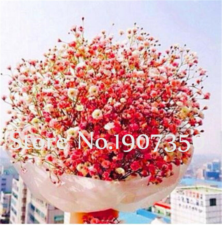100 Pcs Gypsophila Paniculata Seeds OutletTrends.com Free Shipping Up ...