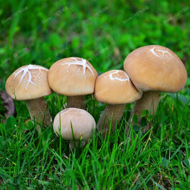 Organic Mush Flores Seeds OutletTrends.com Free Shipping Up to 70% OFF