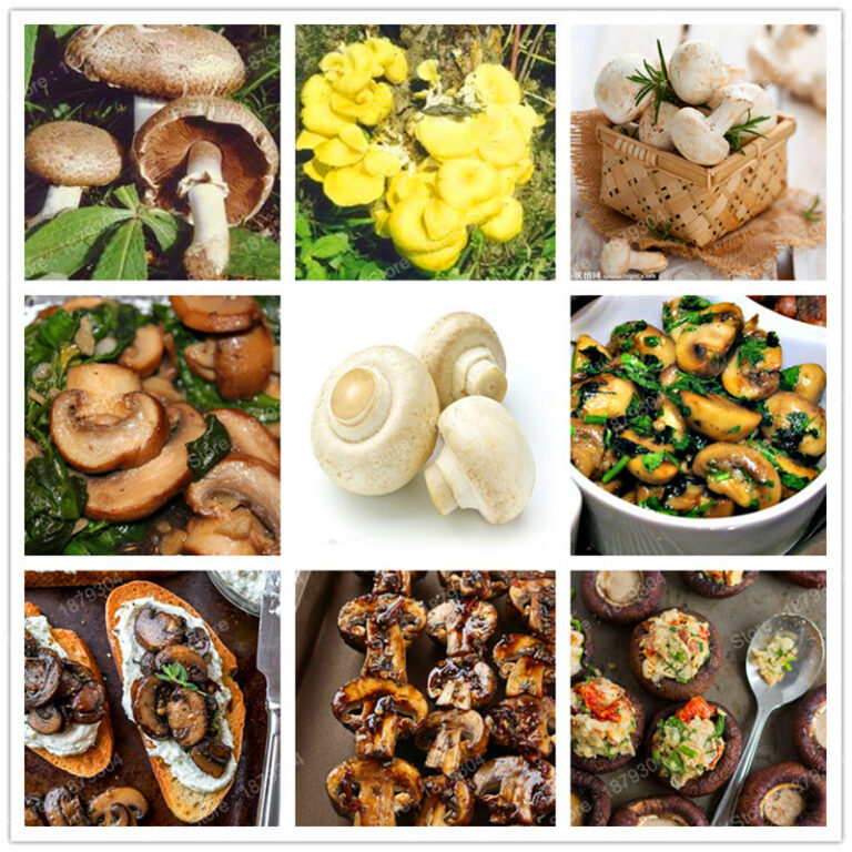 Organic Mush Flores Seeds OutletTrends.com Free Shipping Up to 70% OFF