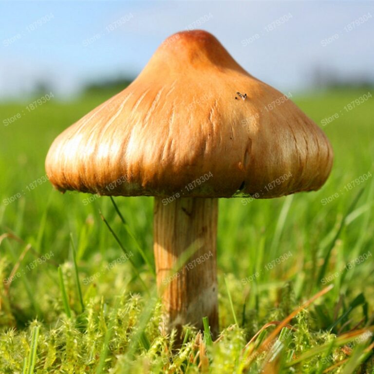 Organic Mush Flores Seeds OutletTrends.com Free Shipping Up to 70% OFF