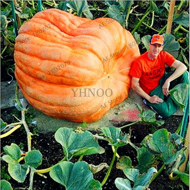 Giant Pumpkin Seeds OutletTrends.com Free Shipping Up to 70% OFF