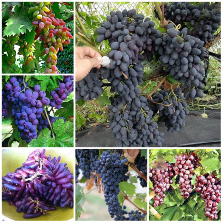 100pcs Dwarf Tree Fruit Seeds OutletTrends.com Free Shipping Up to 70% OFF
